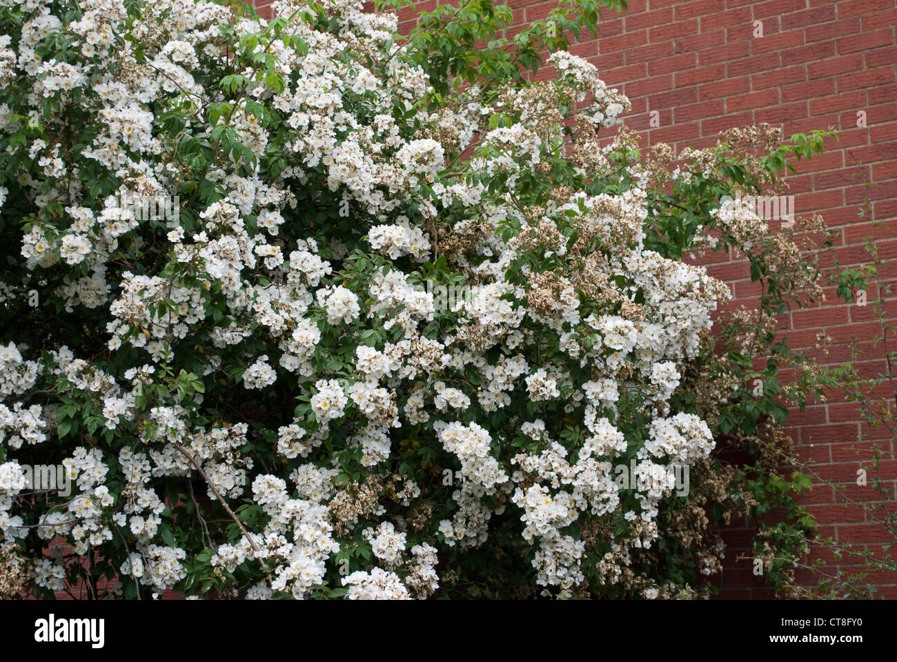 Pergola white rambling rose rambling hi-res stock photography and ...