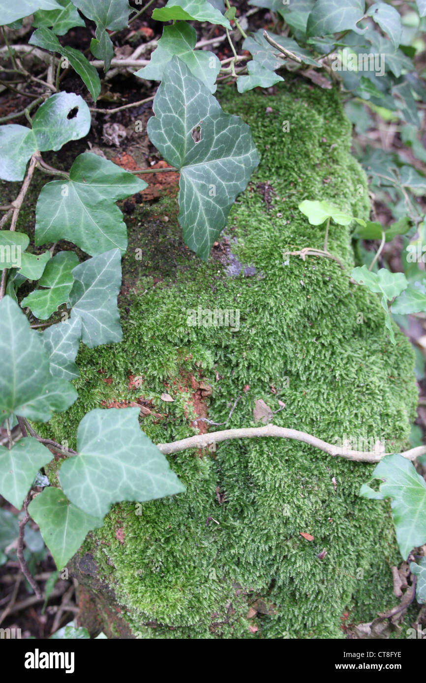 Various views of moss or lichen Stock Photo - Alamy