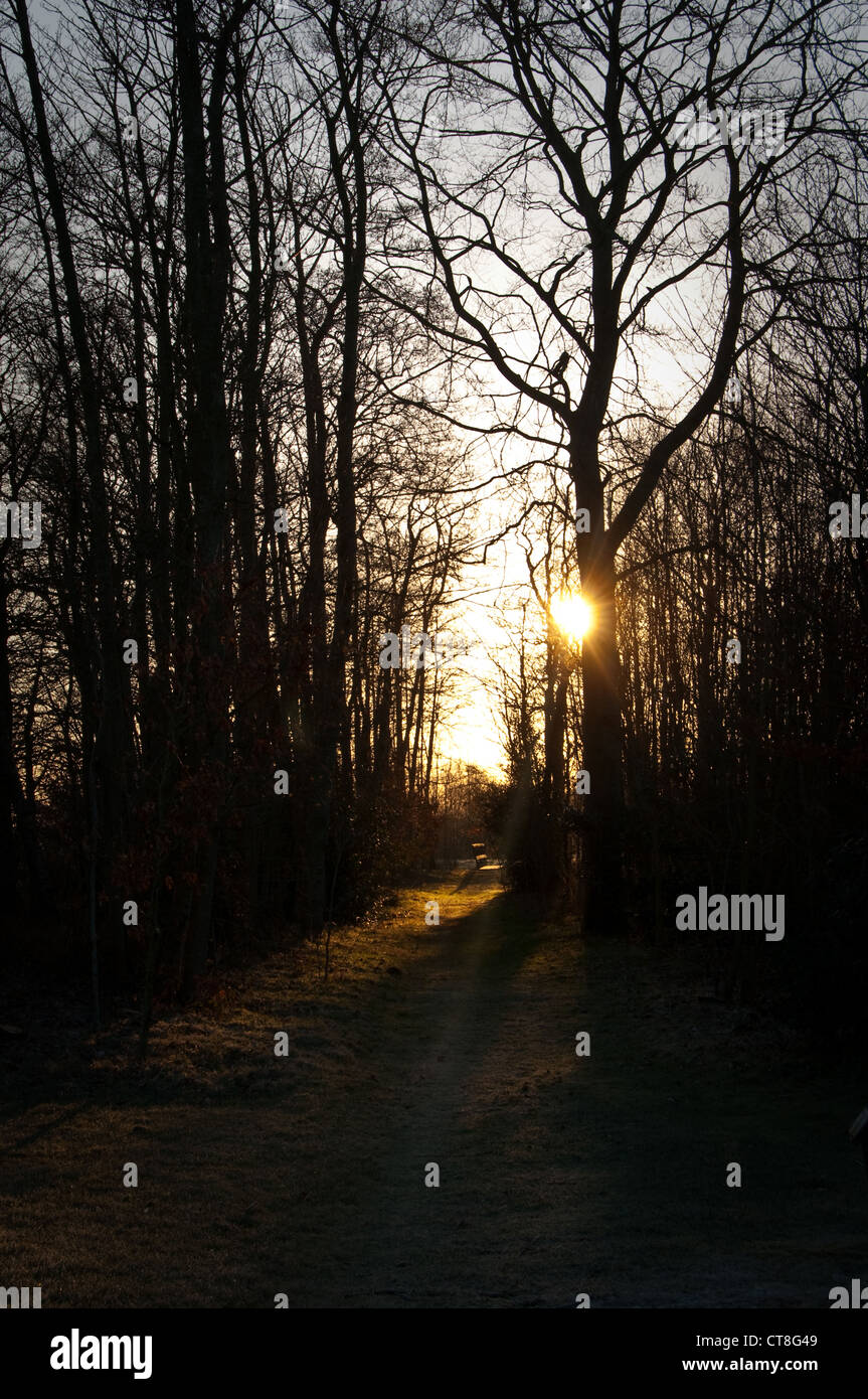 Forrest path Sunrise Stock Photo - Alamy
