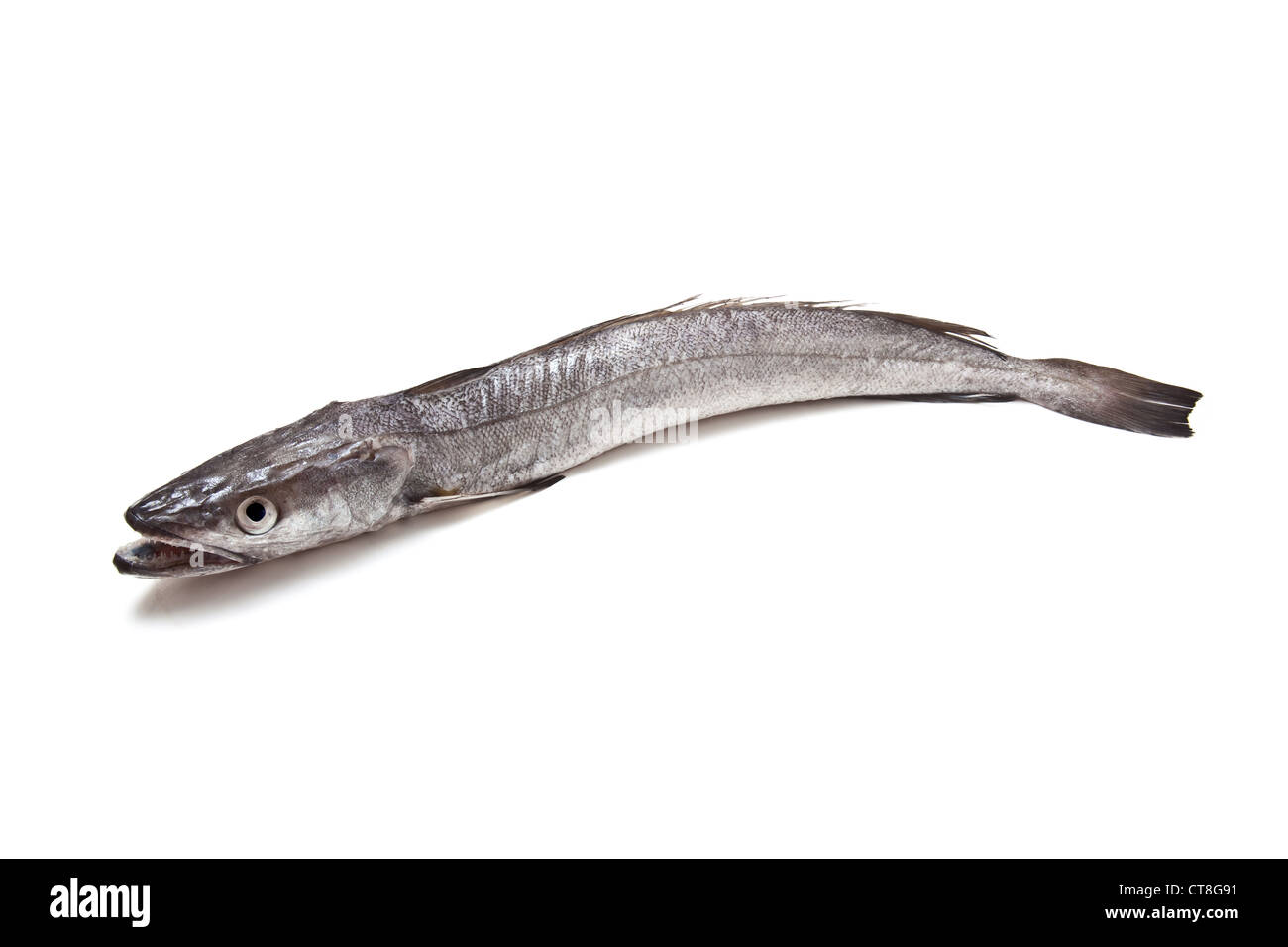 Hake fish hi-res stock photography and images - Alamy