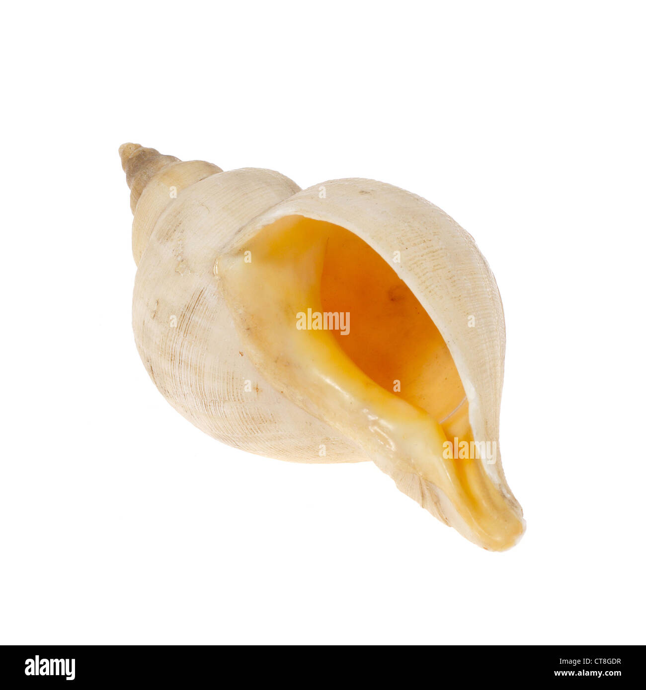Empty mussel underwater hi-res stock photography and images - Alamy
