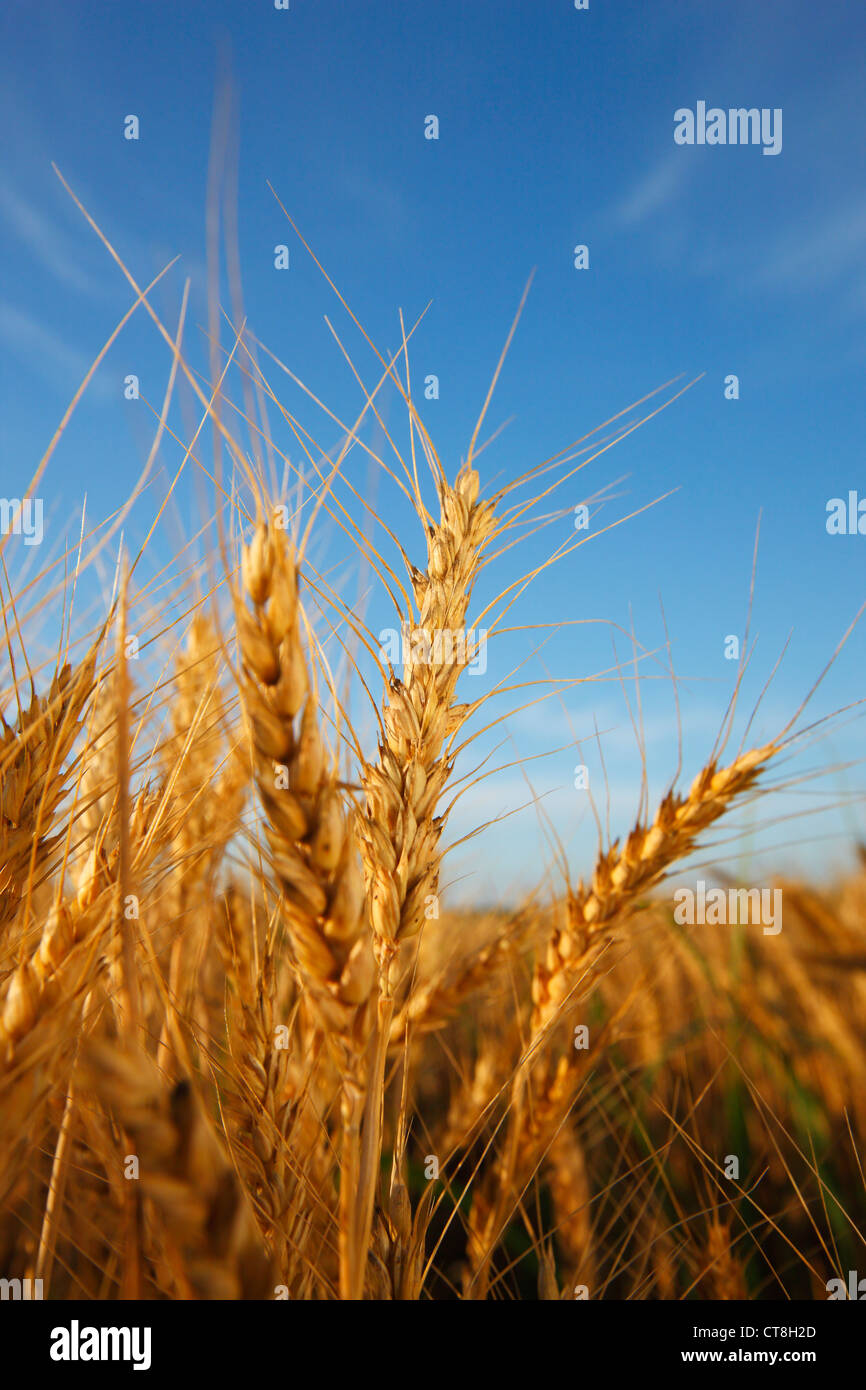 Wheat close up Stock Photo - Alamy