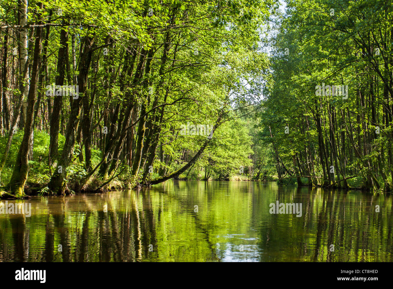 Beautiful summer view of the river in forest Stock Photo - Alamy