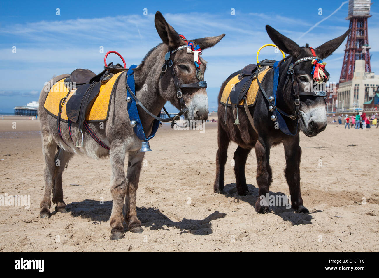 Donkeys on Blackpool beach Stock Photo - Alamy