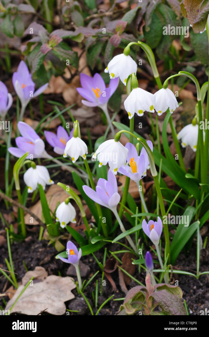 Leucojum vernum crocus hi-res stock photography and images - Alamy