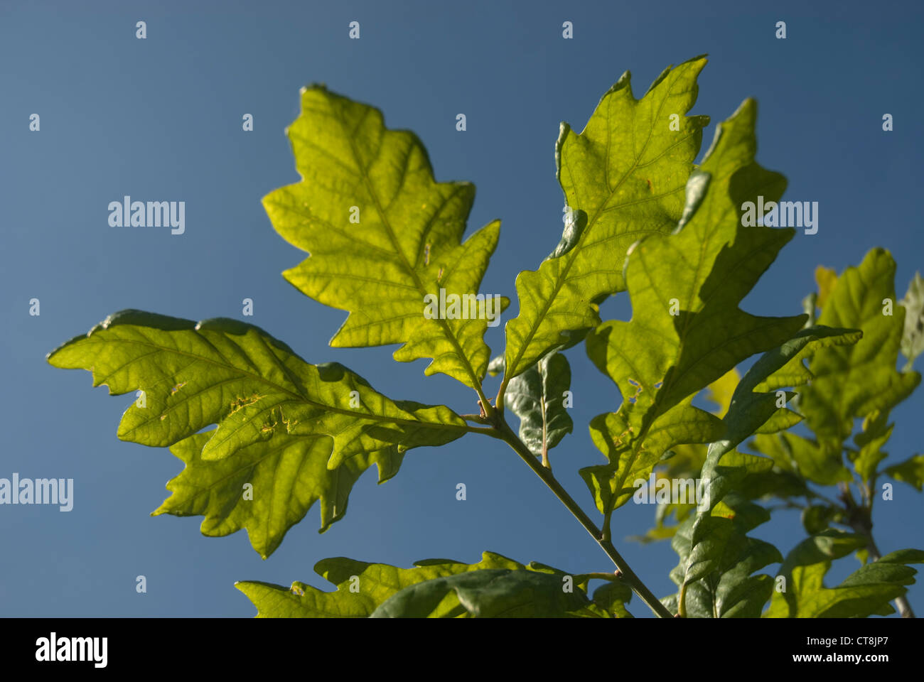 Sapling oak tree hi-res stock photography and images - Alamy