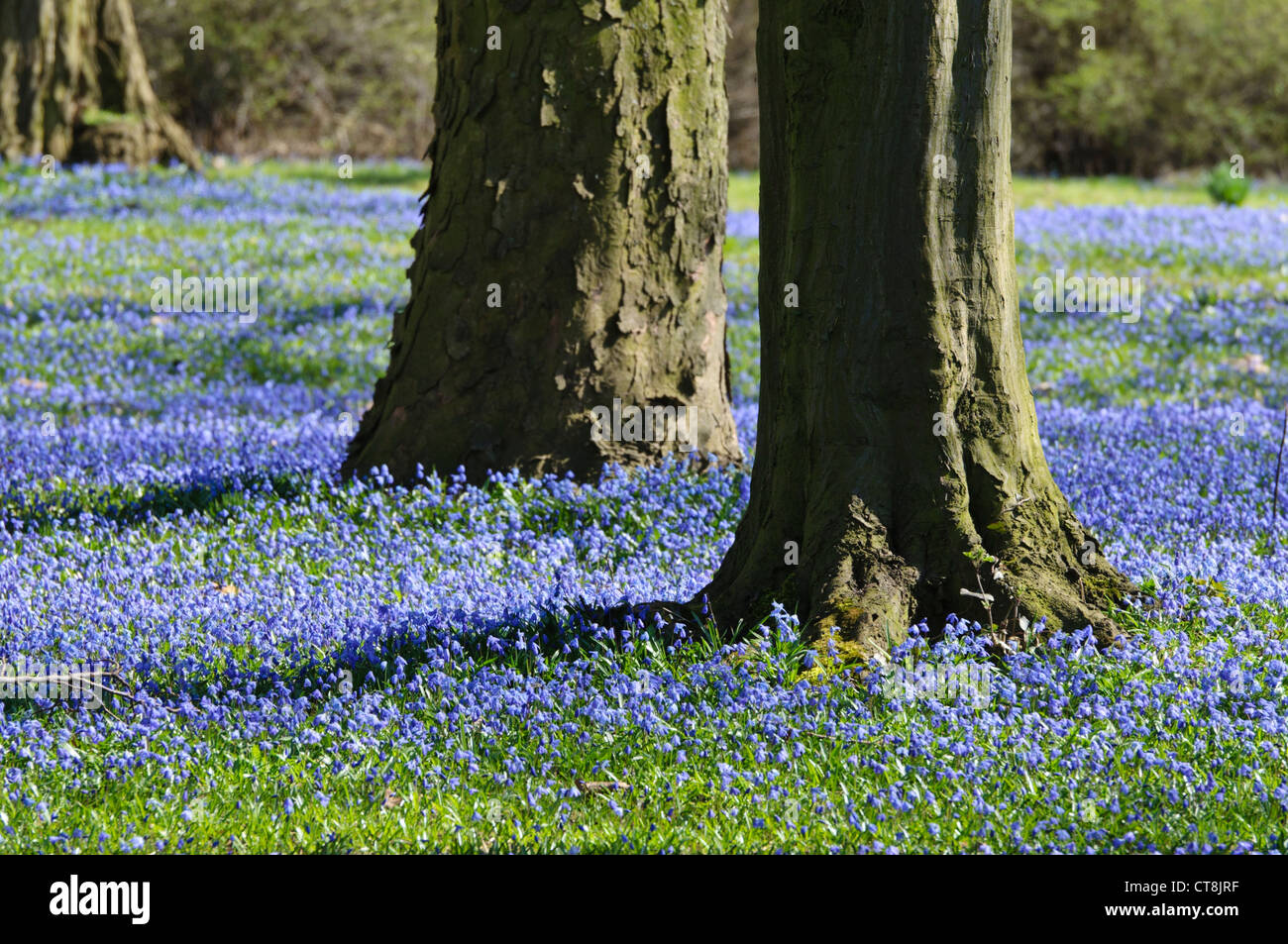 Siberian squill (Scilla siberica Stock Photo - Alamy