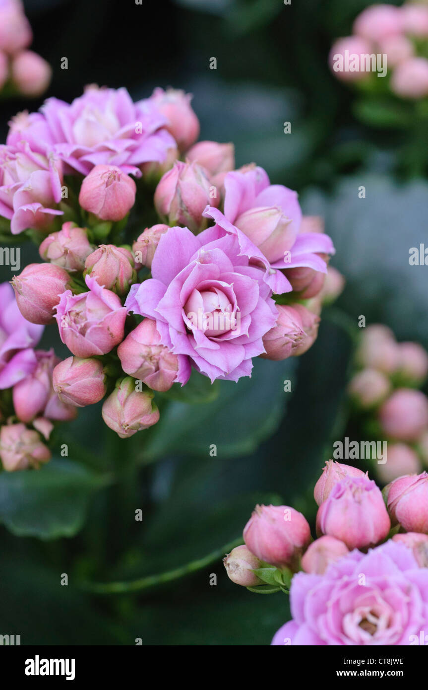 Flaming Katy (Kalanchoe blossfeldiana Stock Photo - Alamy