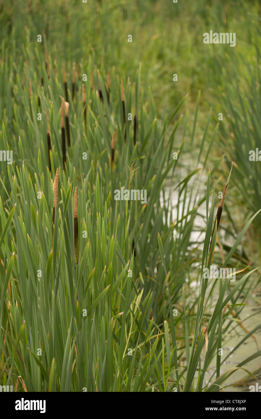 The Rushes Stock Photos & The Rushes Stock Images - Alamy