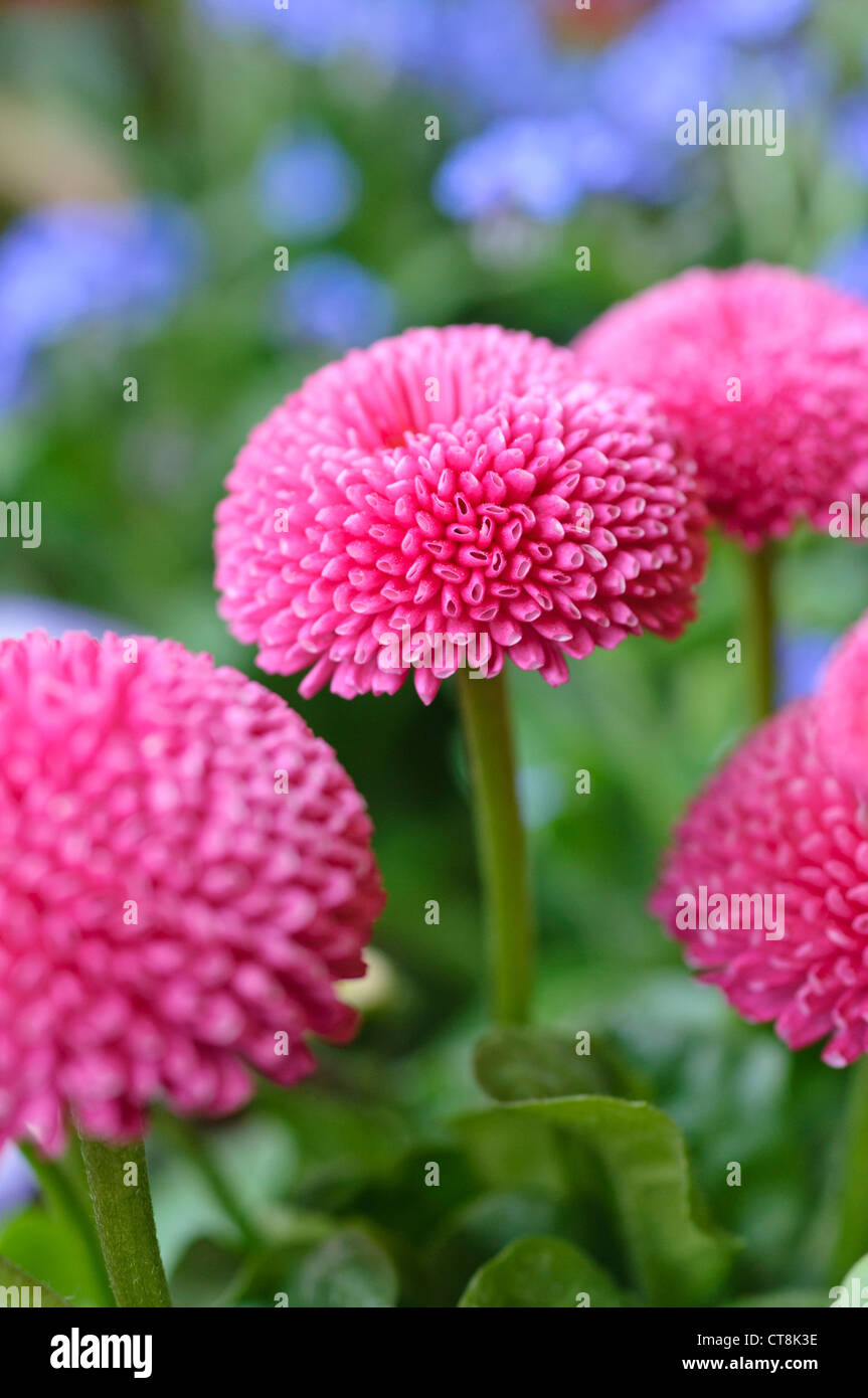 Common daisy (Bellis perennis Stock Photo - Alamy