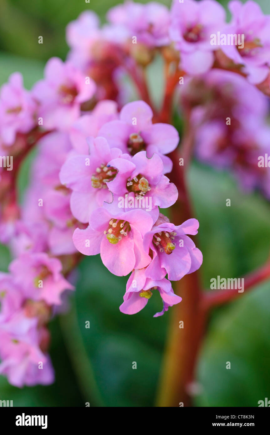 Bergenia perennial plants with pink flowers hi-res stock photography ...