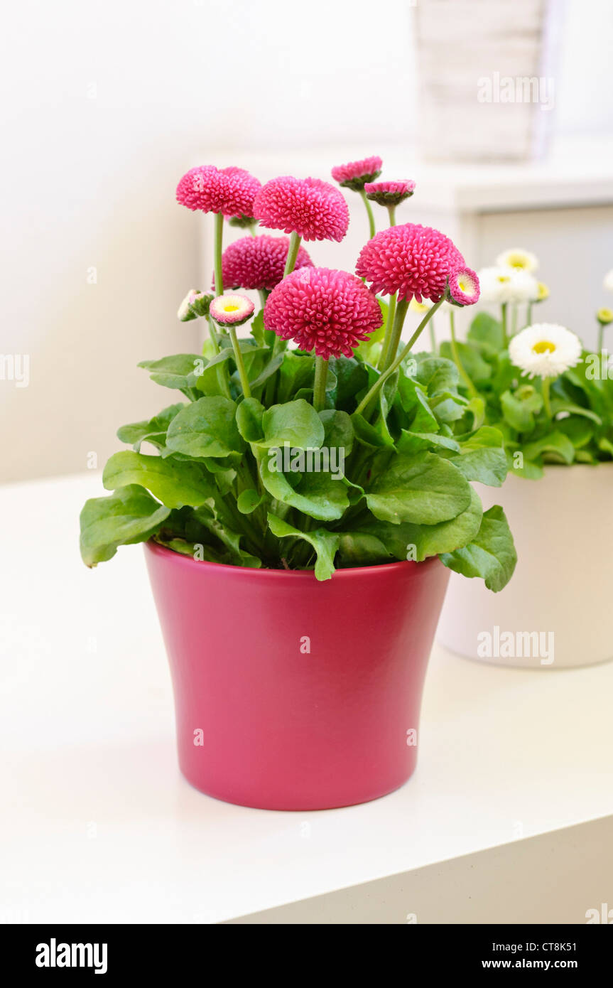 Common daisy (Bellis perennis Stock Photo - Alamy