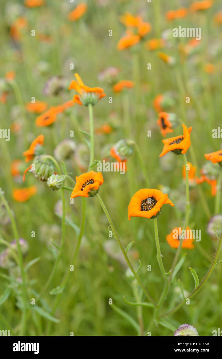 African daisy (Osteospermum hyoseroides syn. Monoculus hyoseroides ...