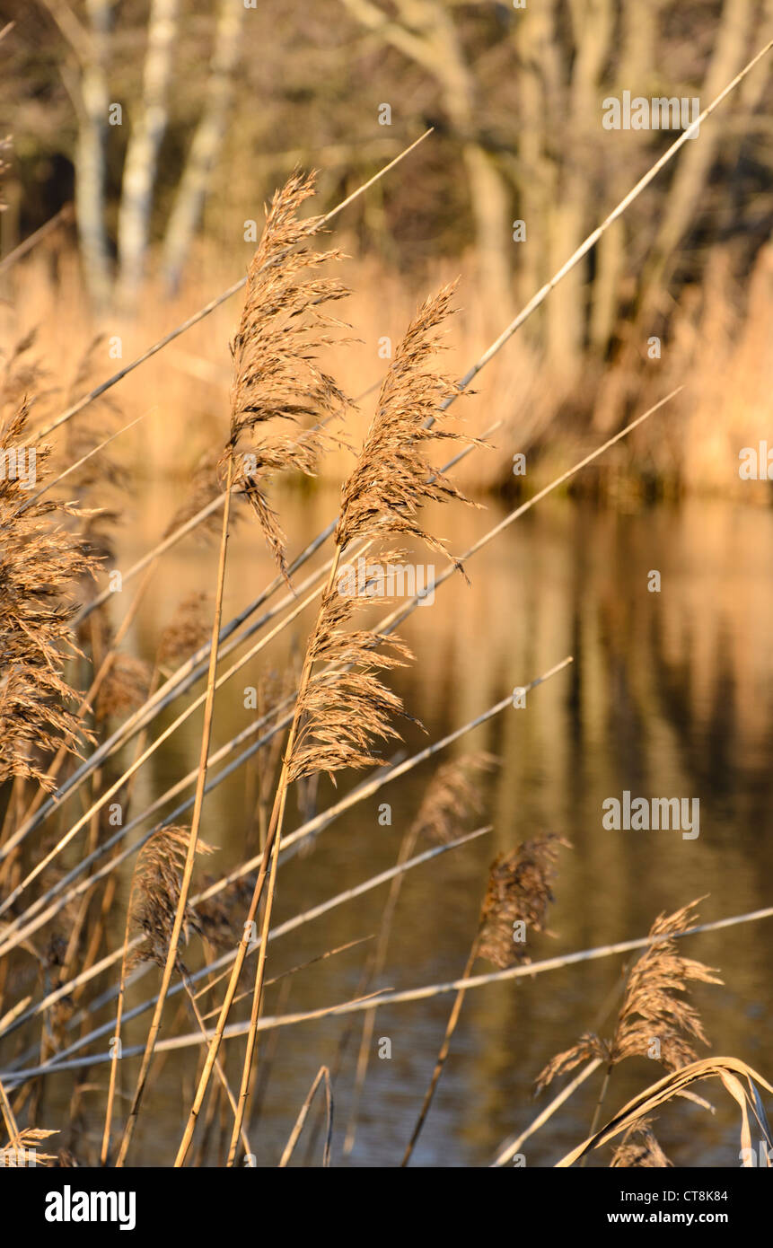 Common reed (Phragmites australis Stock Photo - Alamy