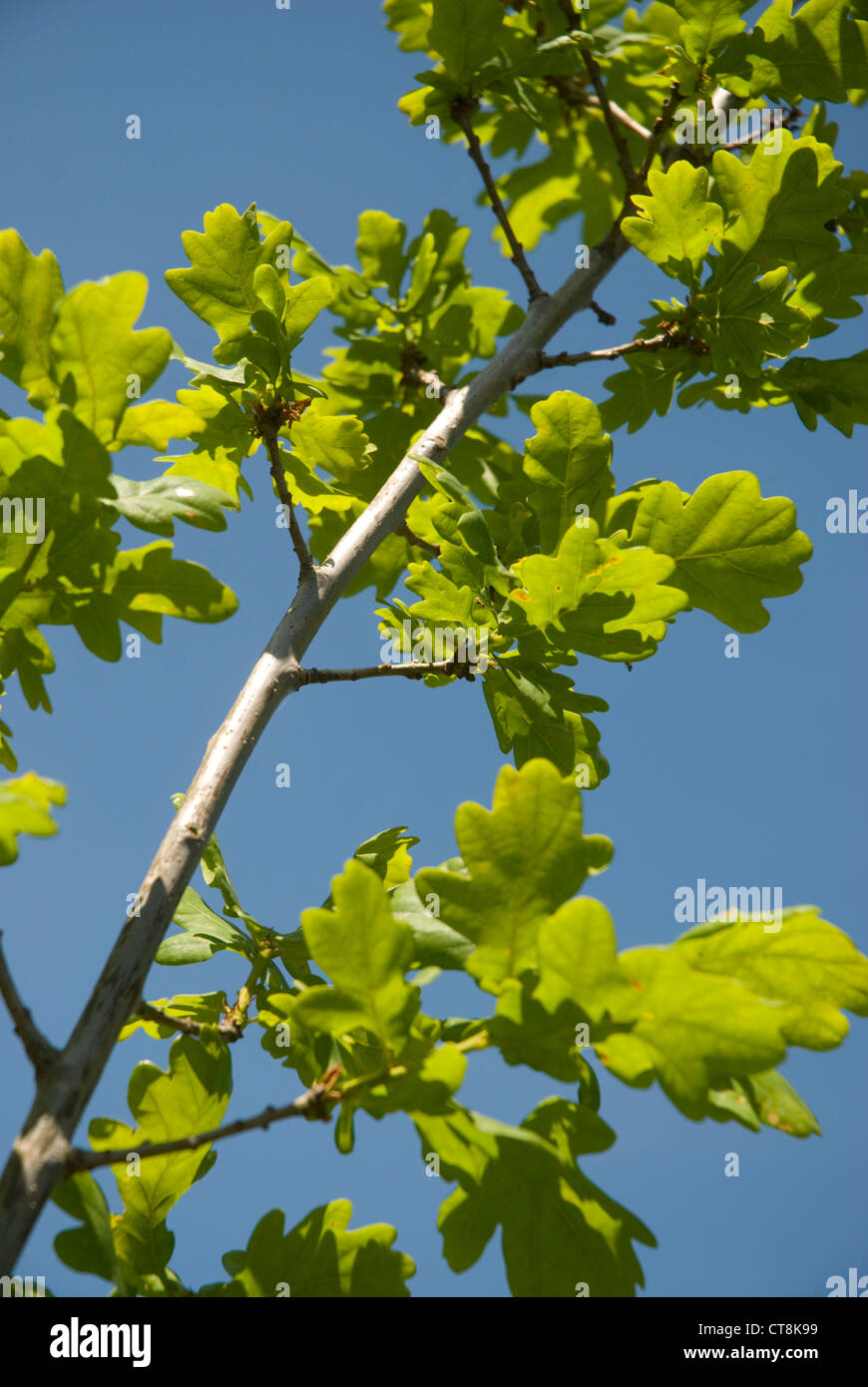 Oak tree and leaves Stock Photo - Alamy