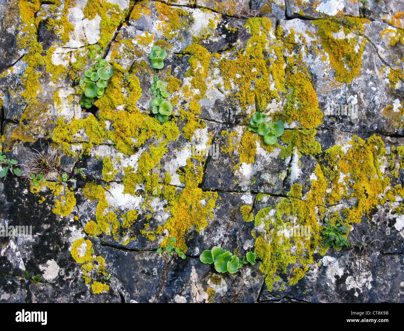 Moss covered wall detail Stock Photo - Alamy