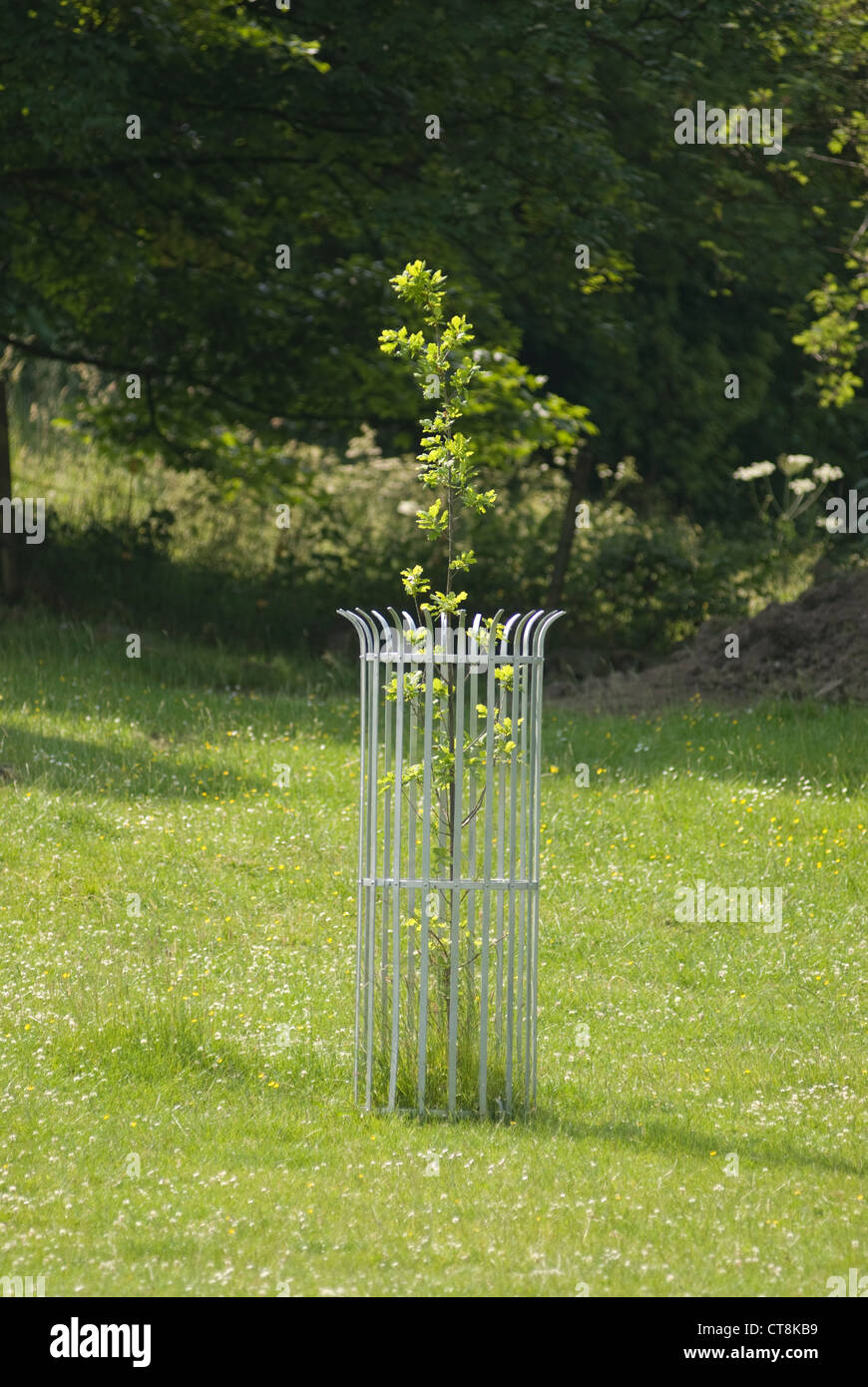Sapling Oak tree and leaves Stock Photo - Alamy