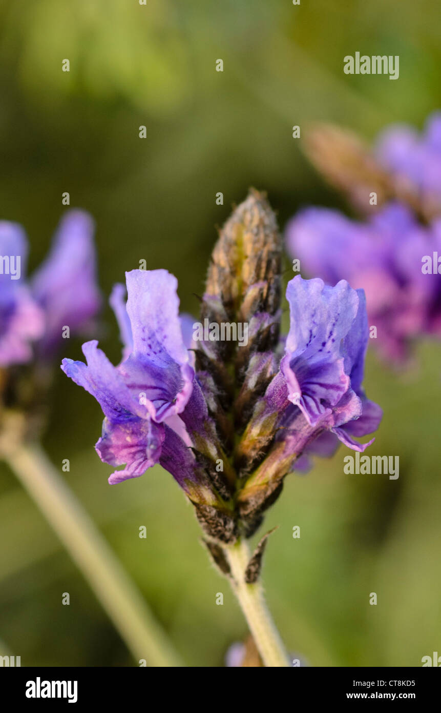 Fernleaf lavender (Lavandula multifida Stock Photo - Alamy