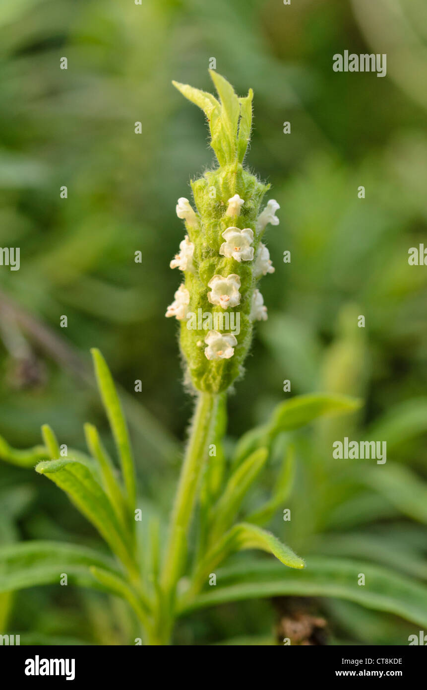 Yellow lavender (Lavandula viridis Stock Photo - Alamy