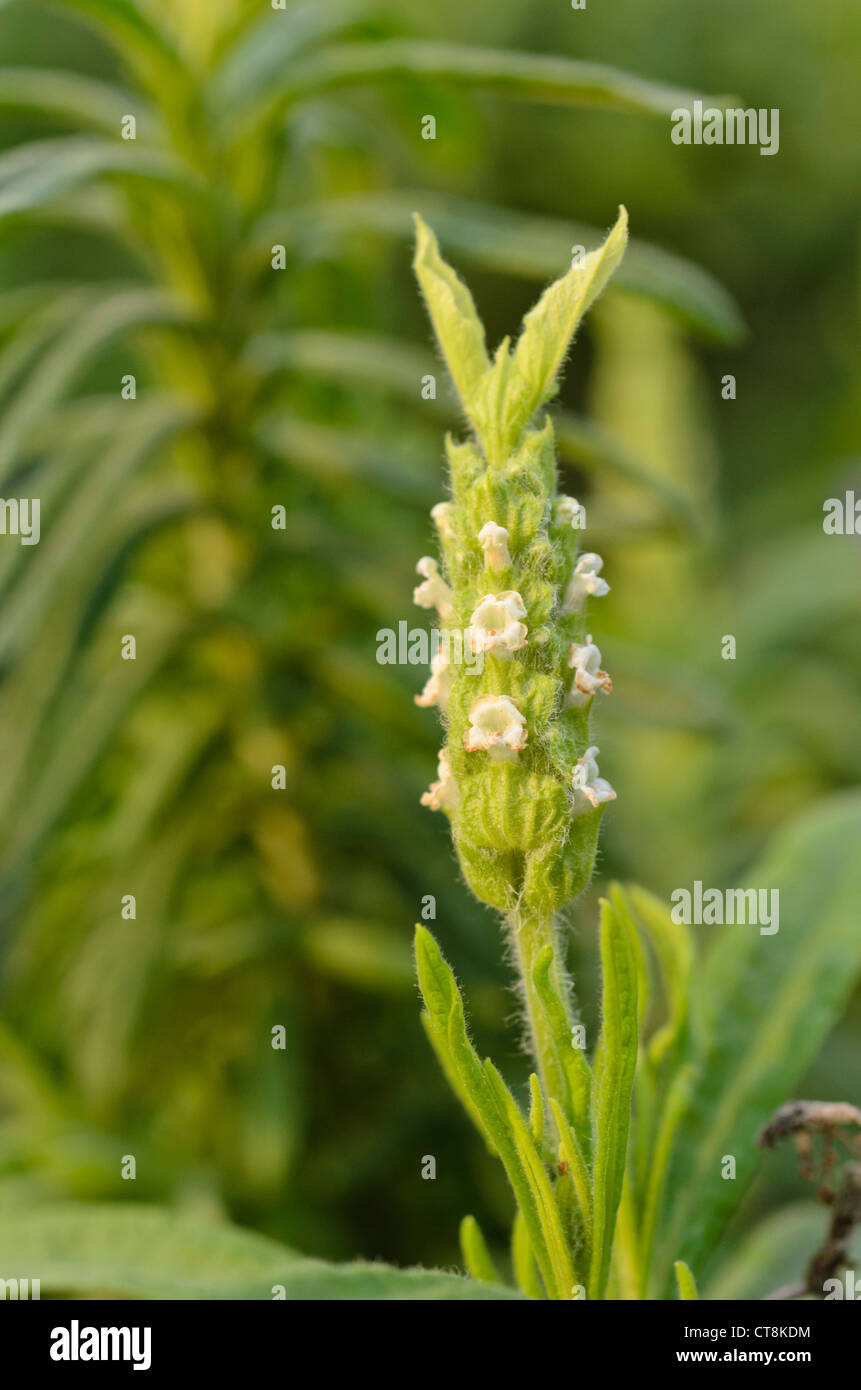 Yellow lavender (Lavandula viridis Stock Photo - Alamy