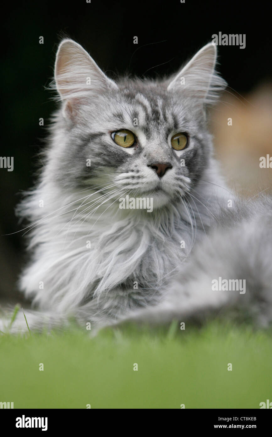 Pet Cat. Picture by James Boardman Stock Photo - Alamy