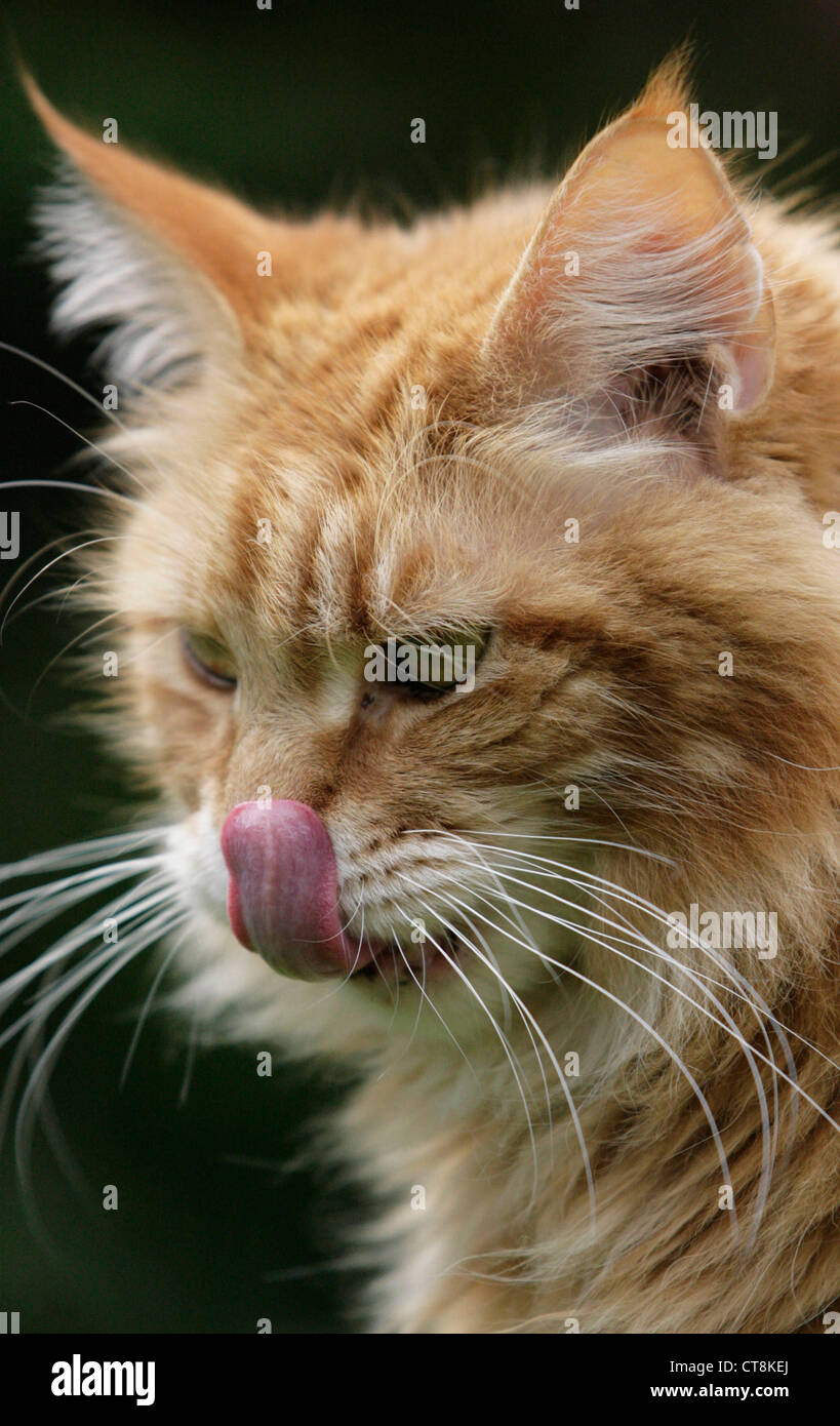 James cats hi-res stock photography and images - Alamy