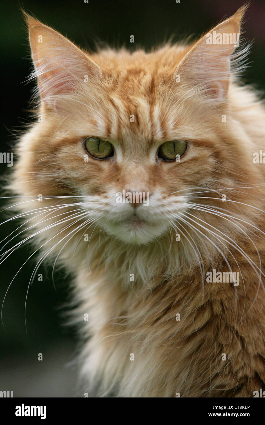 James cats hi-res stock photography and images - Alamy