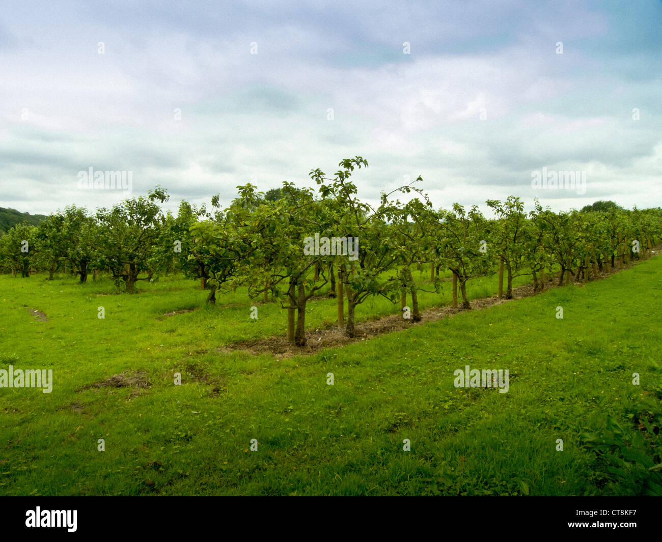 Rows of apple tree in the orchard at Ampleforth Abbey, North Yorkshire ...