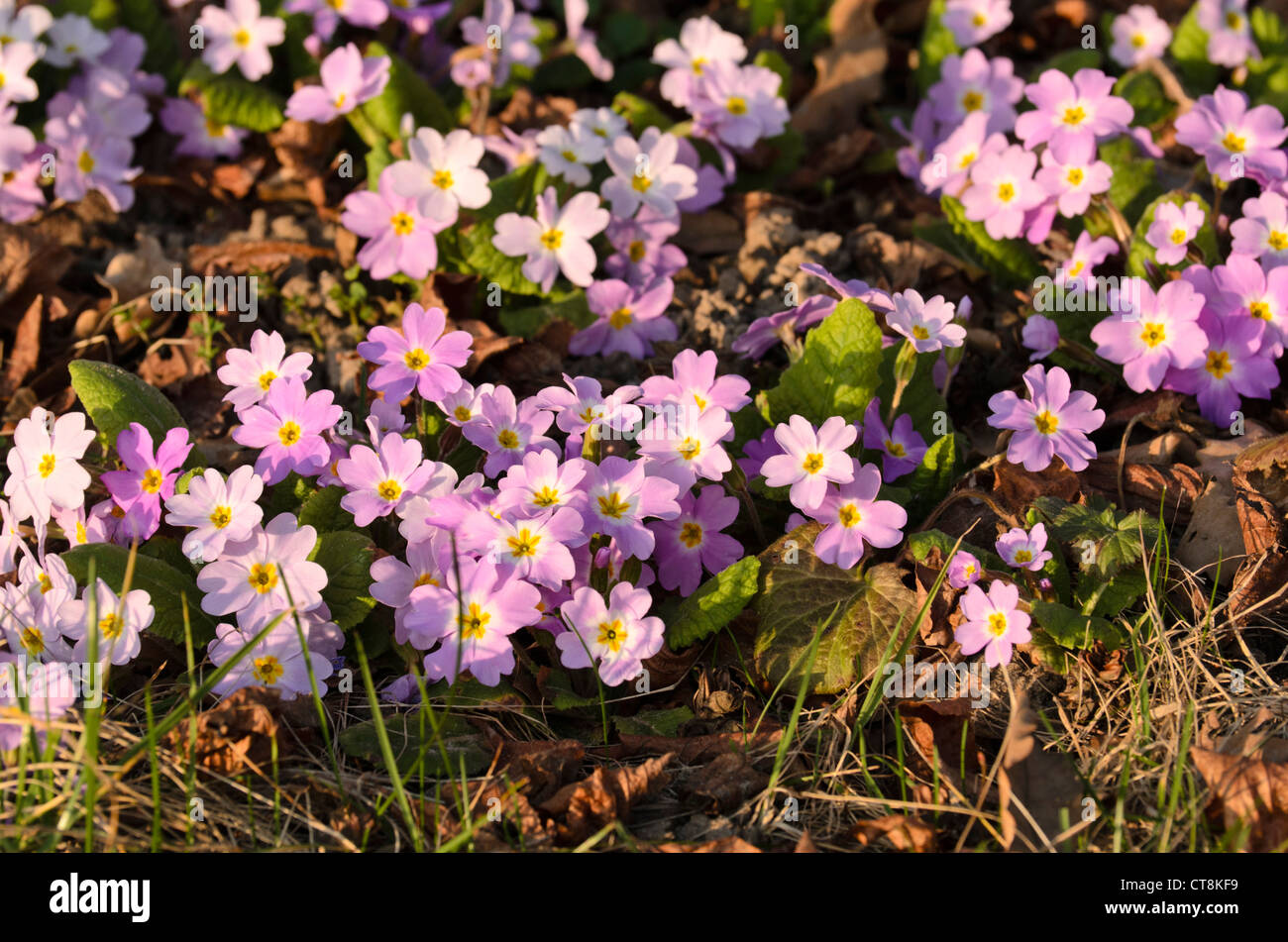 Comon primrose (Primula vulgaris subsp. sibthorpii Stock Photo - Alamy