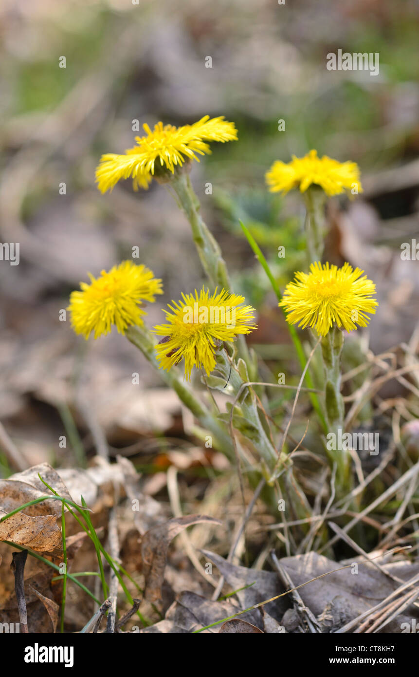 Coltsfoot (Tussilago farfara Stock Photo - Alamy