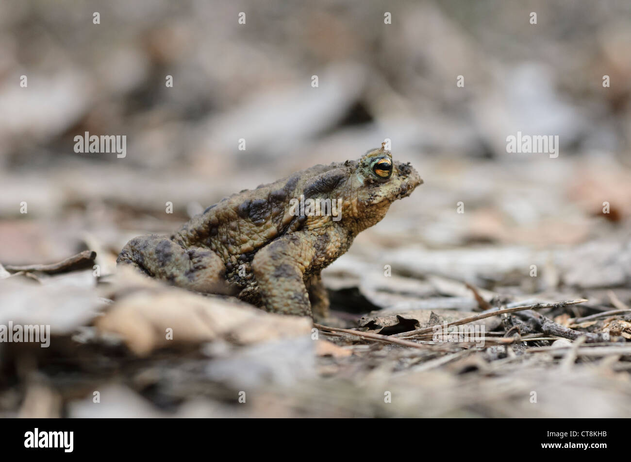 Common toad (Bufo bufo Stock Photo - Alamy