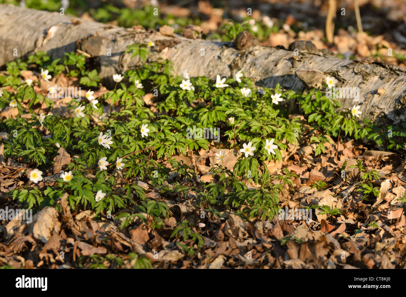 Wood anemone (Anemone nemorosa Stock Photo - Alamy