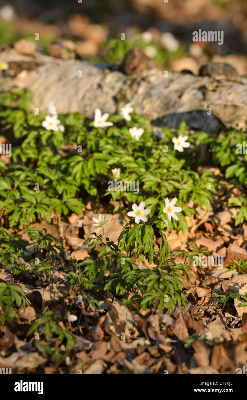 Wood anemone (Anemone nemorosa Stock Photo - Alamy