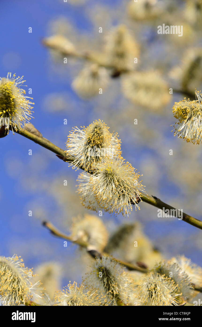 Pussy willow (Salix caprea) with male flowers Stock Photo - Alamy