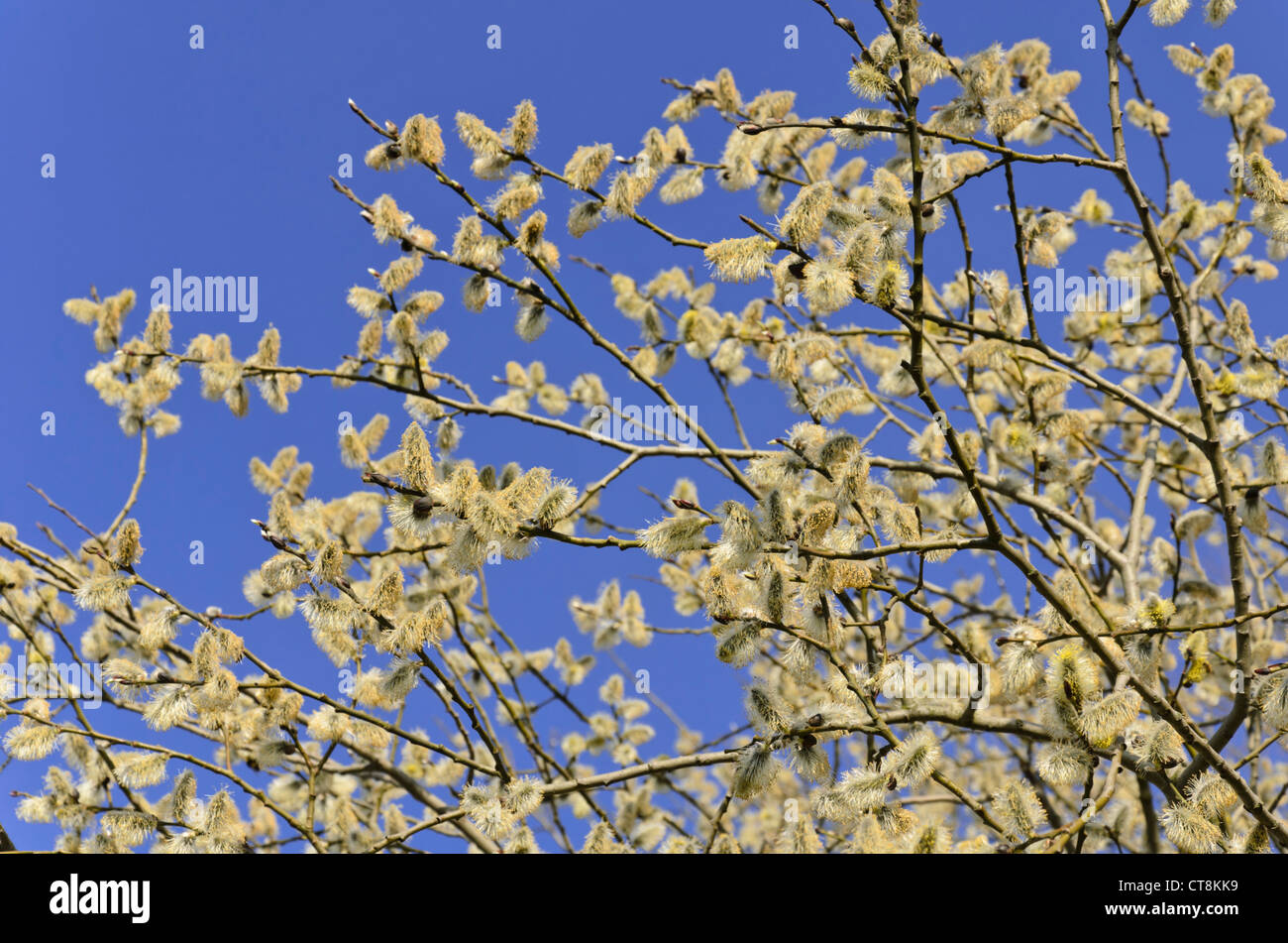 Pussy willow (Salix caprea) with male flowers Stock Photo - Alamy
