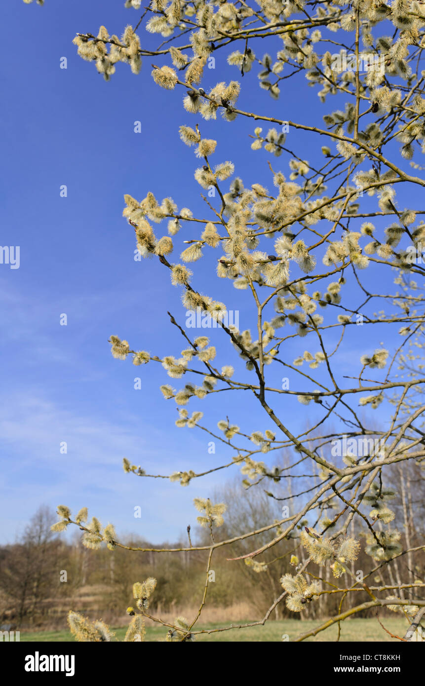 Pussy willow (Salix caprea) with male flowers Stock Photo - Alamy