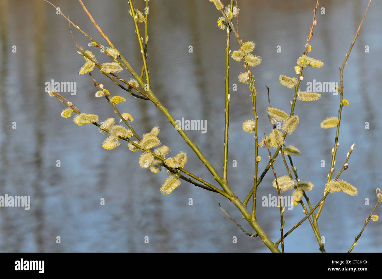 Pussy willow (Salix caprea) with male flowers Stock Photo - Alamy