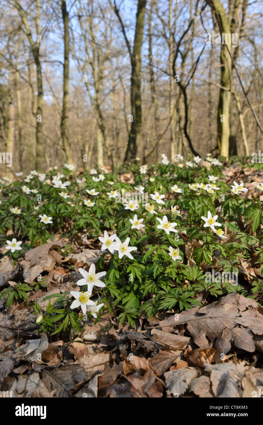 Wood anemone (Anemone nemorosa Stock Photo - Alamy