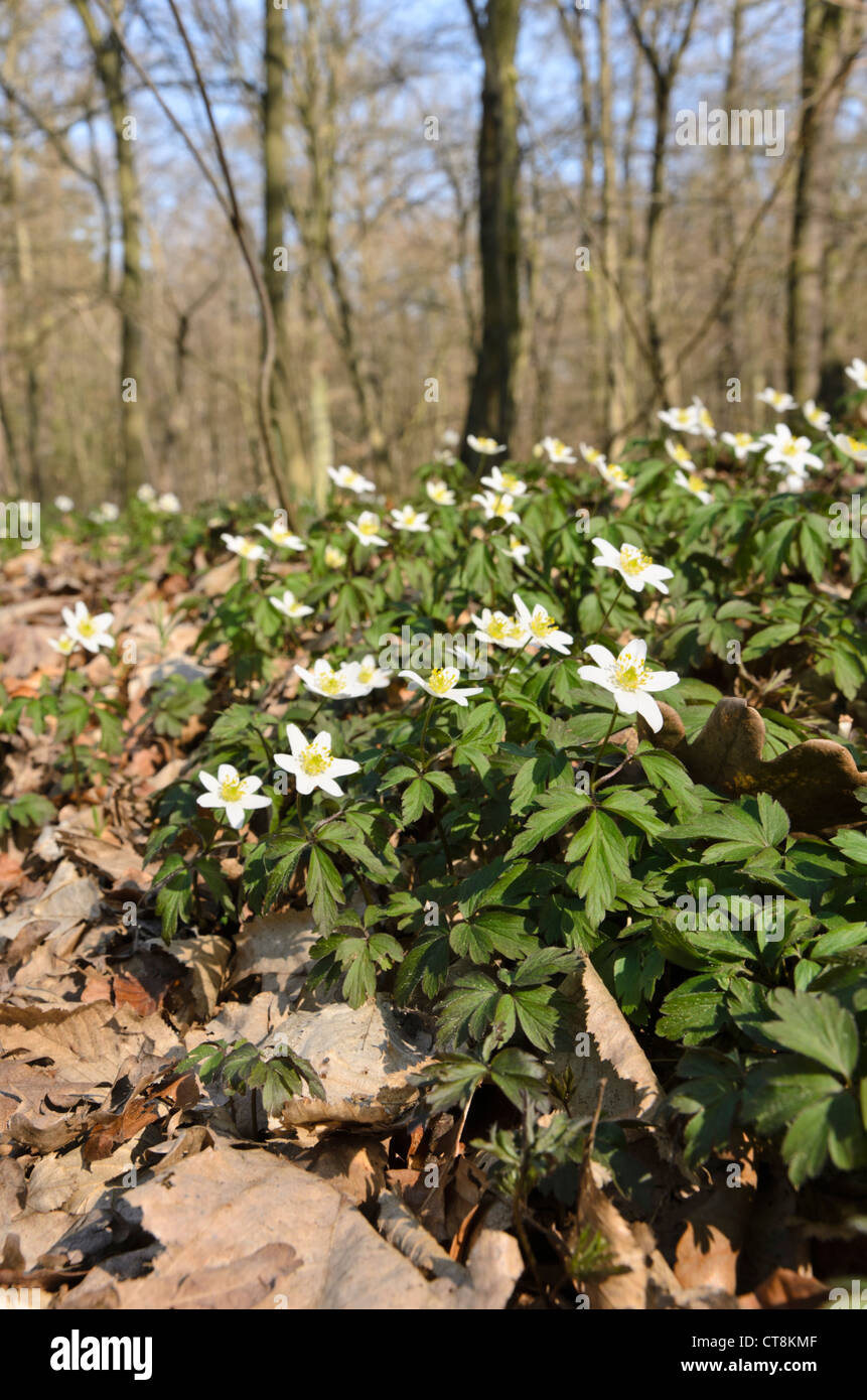 Wood anemone (Anemone nemorosa Stock Photo - Alamy