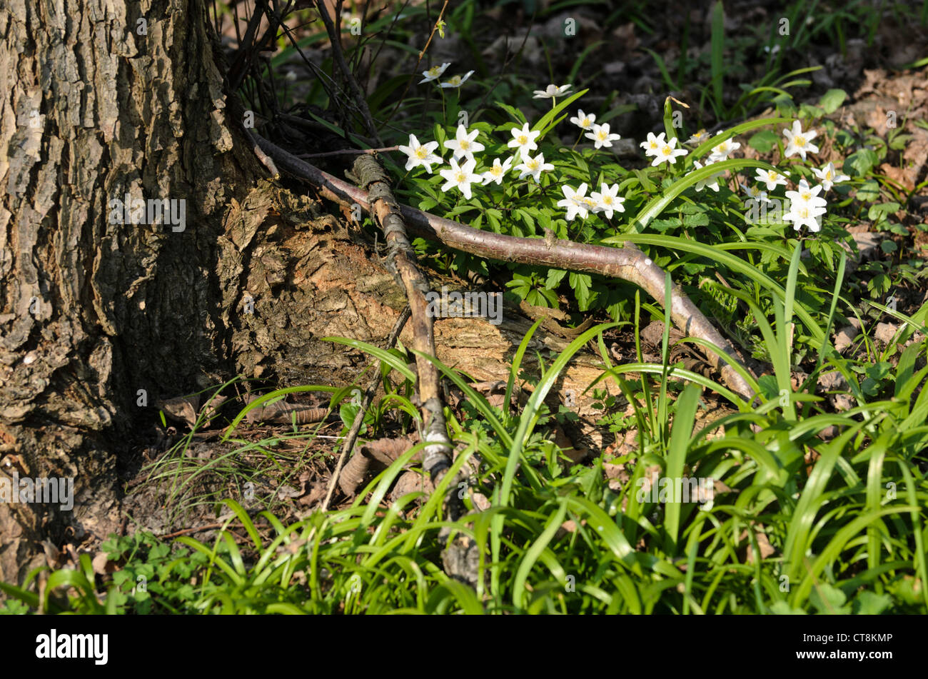 Wood anemone (Anemone nemorosa) and few flowered leek (Allium paradoxum ...