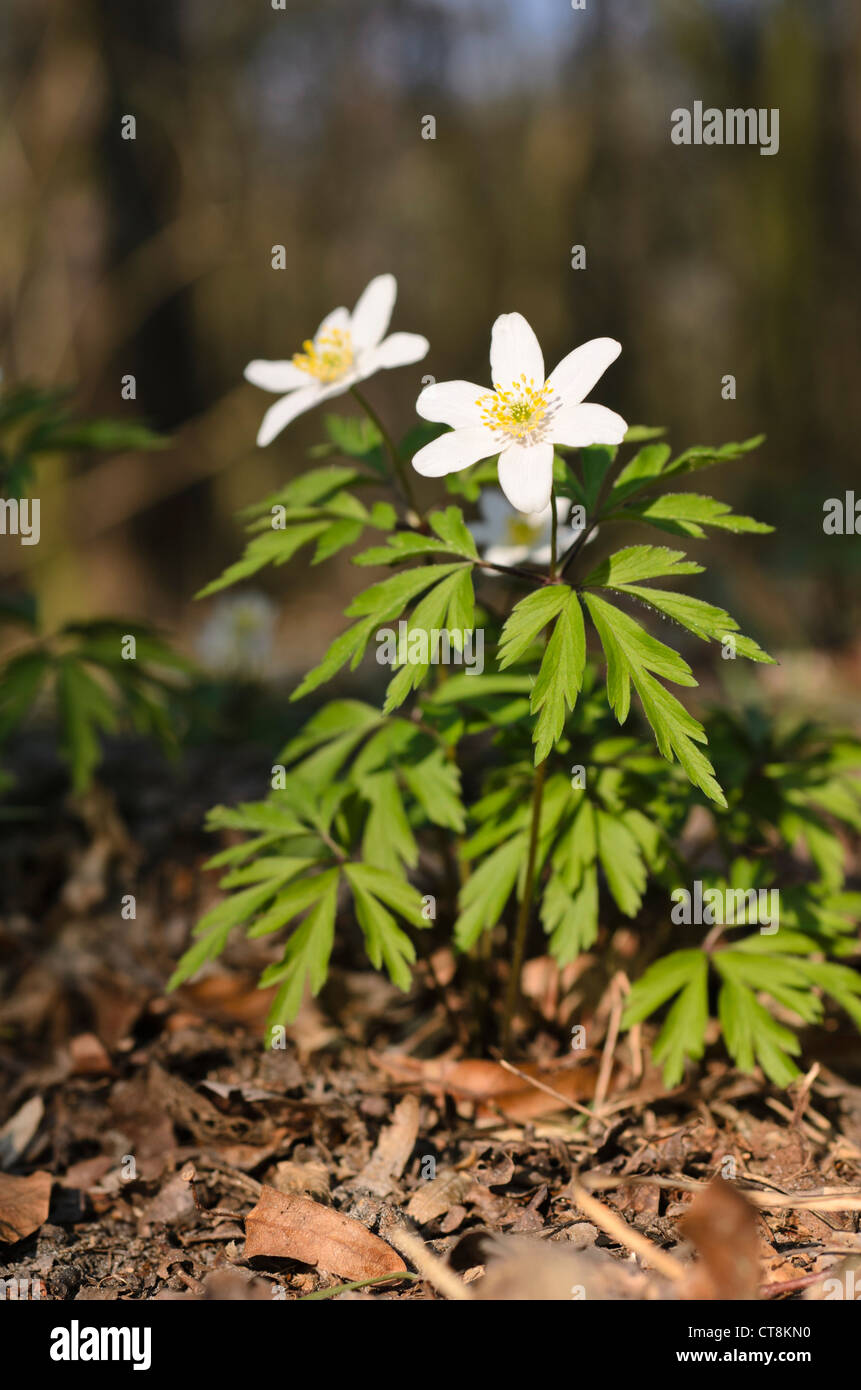 Wood anemone (Anemone nemorosa Stock Photo - Alamy