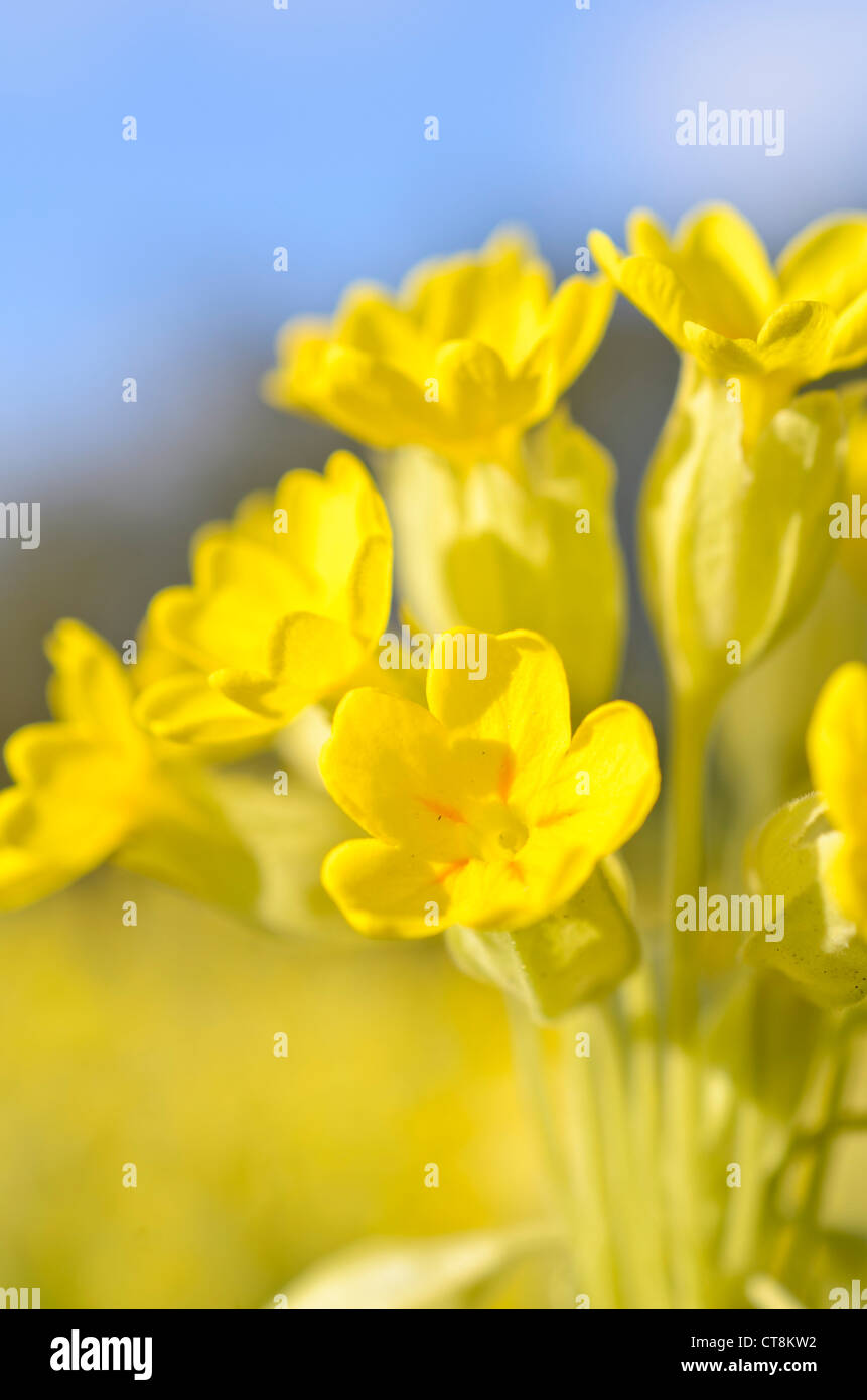 Primula veris veris hi-res stock photography and images - Alamy