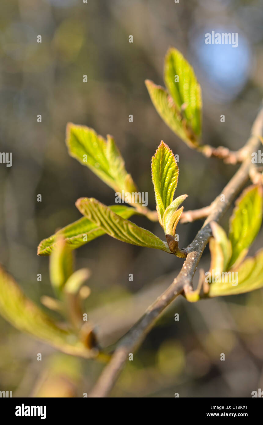 Ironwood trees hi-res stock photography and images - Alamy