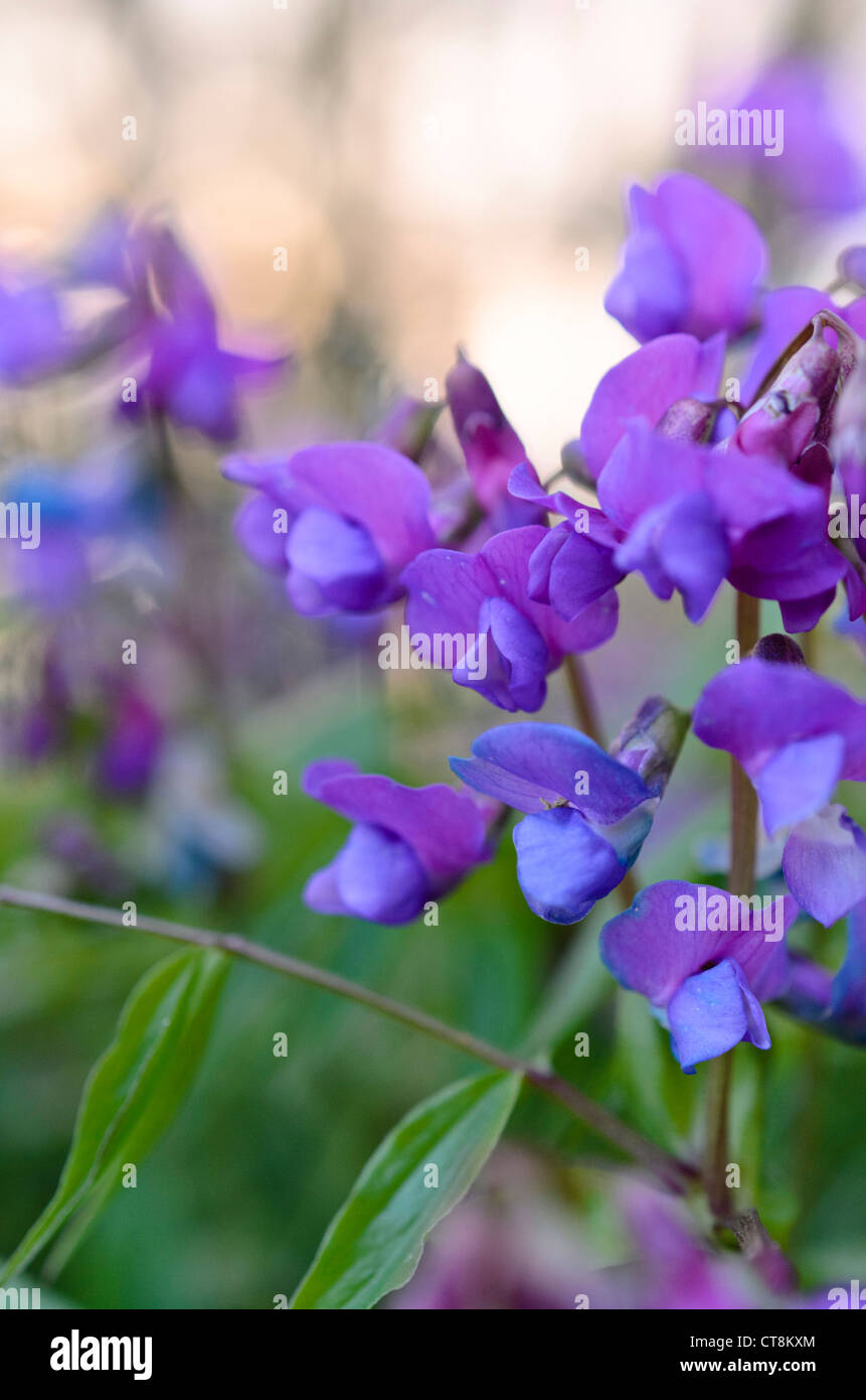 Spring pea (Lathyrus vernus Stock Photo - Alamy