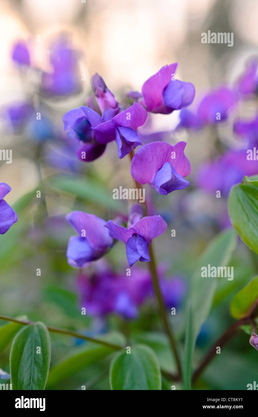 Lathyrus vernus spring vetchling hi-res stock photography and images ...