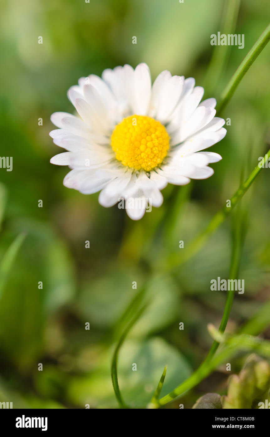 Common daisy (Bellis perennis Stock Photo - Alamy