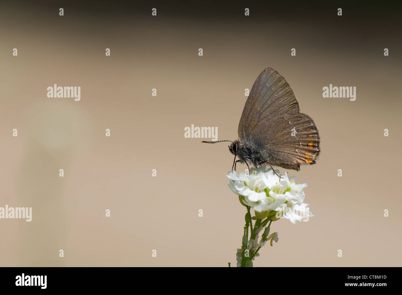 Satyrium ilicis hi-res stock photography and images - Alamy