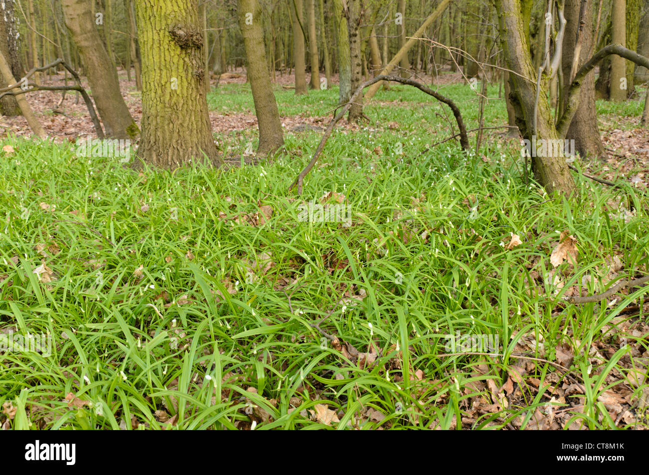 Few flowered leek (Allium paradoxum Stock Photo - Alamy