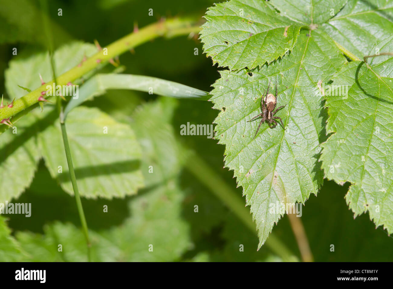 Large spider on a leaf hi-res stock photography and images - Alamy