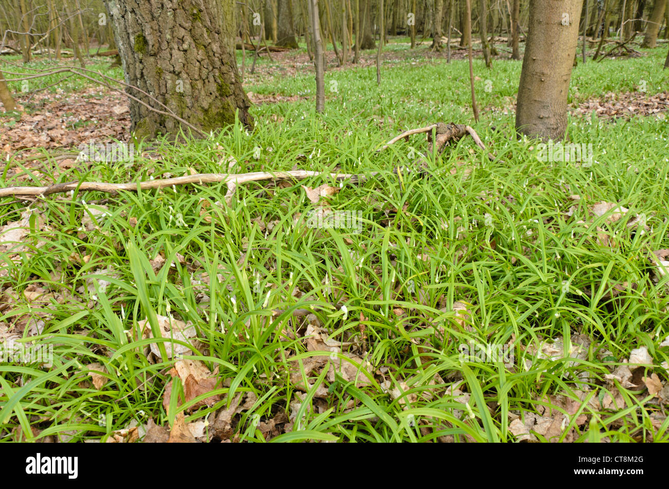Few flowered leek (Allium paradoxum Stock Photo - Alamy